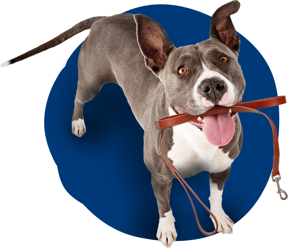 Doggo - Il metodo educativo per cani problematici